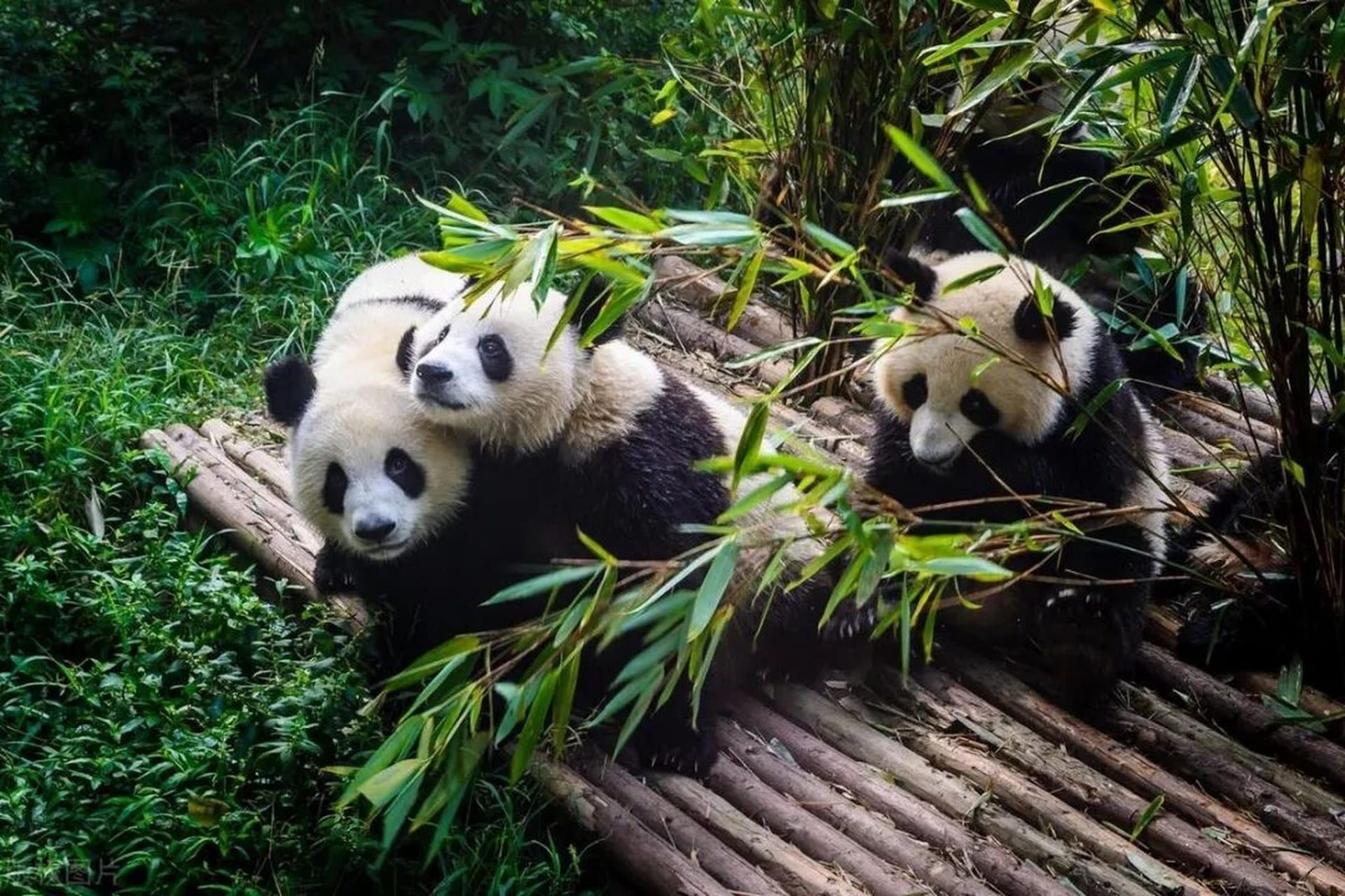 What to do in Chengdu for a Day